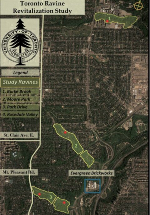 Toronto Ravines, Invasive Plants, and the Limits of Garden ...